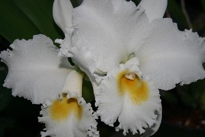 Cattleya 8